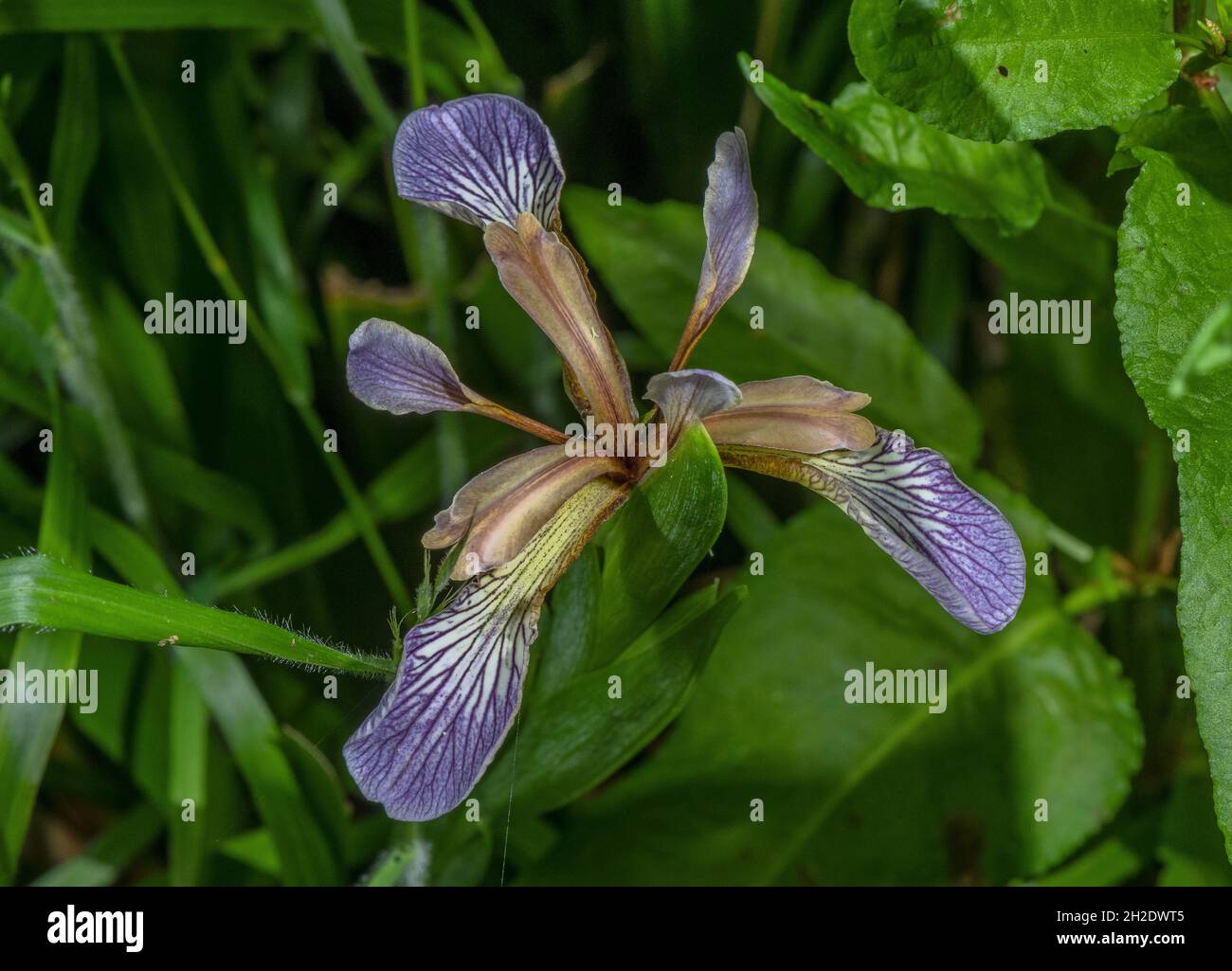 Stinking iris,Iris foetidissima, in flower in woodland, early summer ...