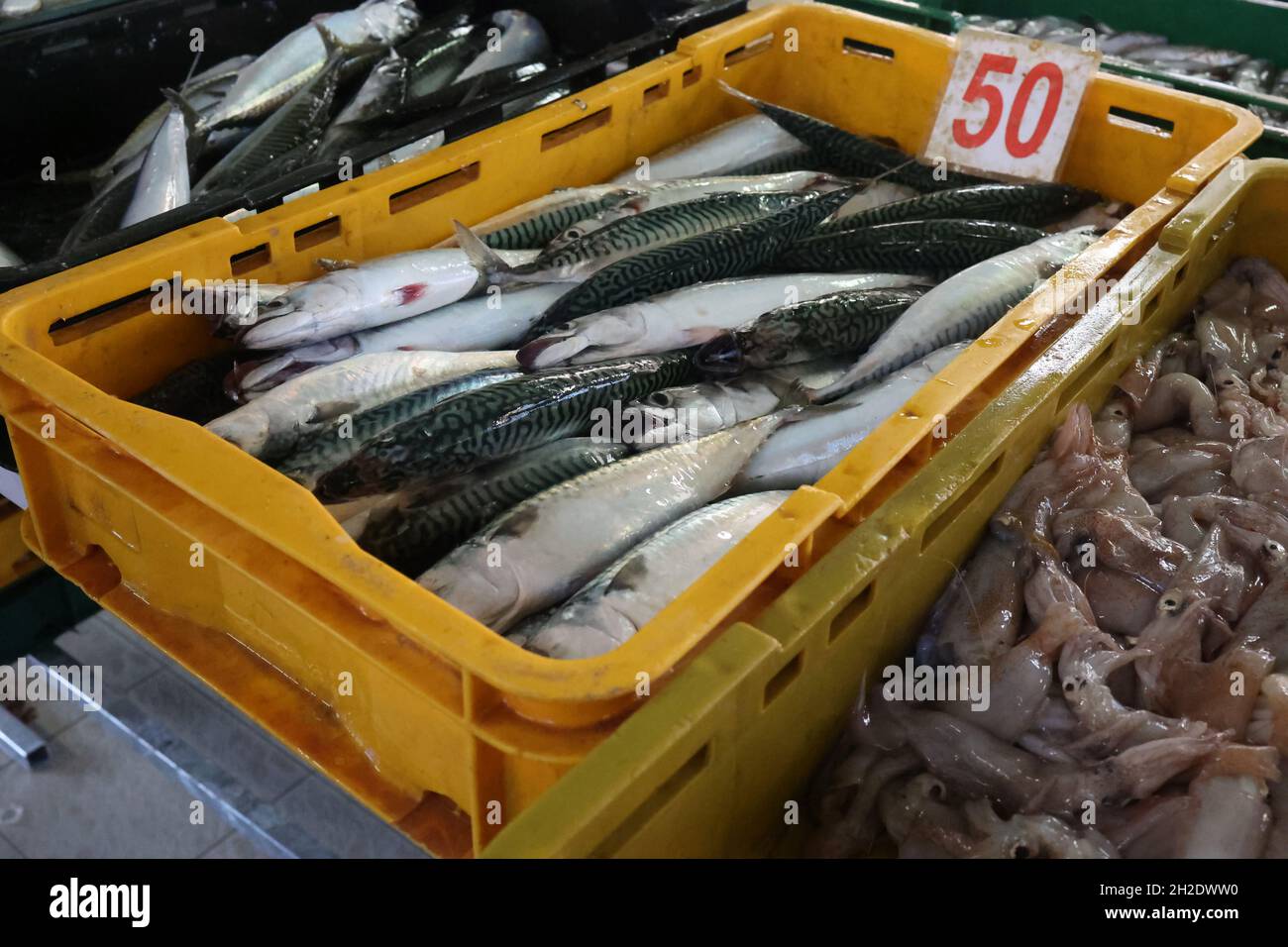 Shot of a bunch of live mackerel fish and calamari in crates for sale ...