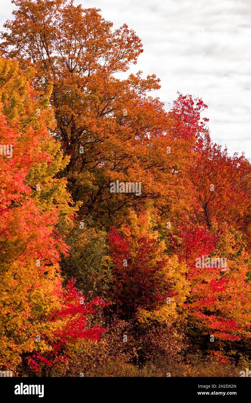 A line of trees in fall colours in October Stock Photo - Alamy