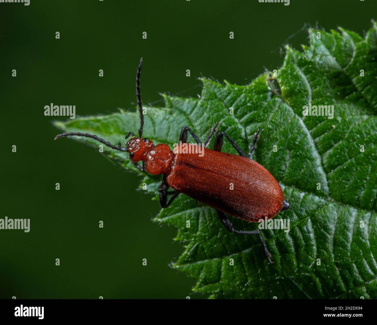 Red-headed cardinal beetle, Pyrochroa serraticornis, in woodland ...
