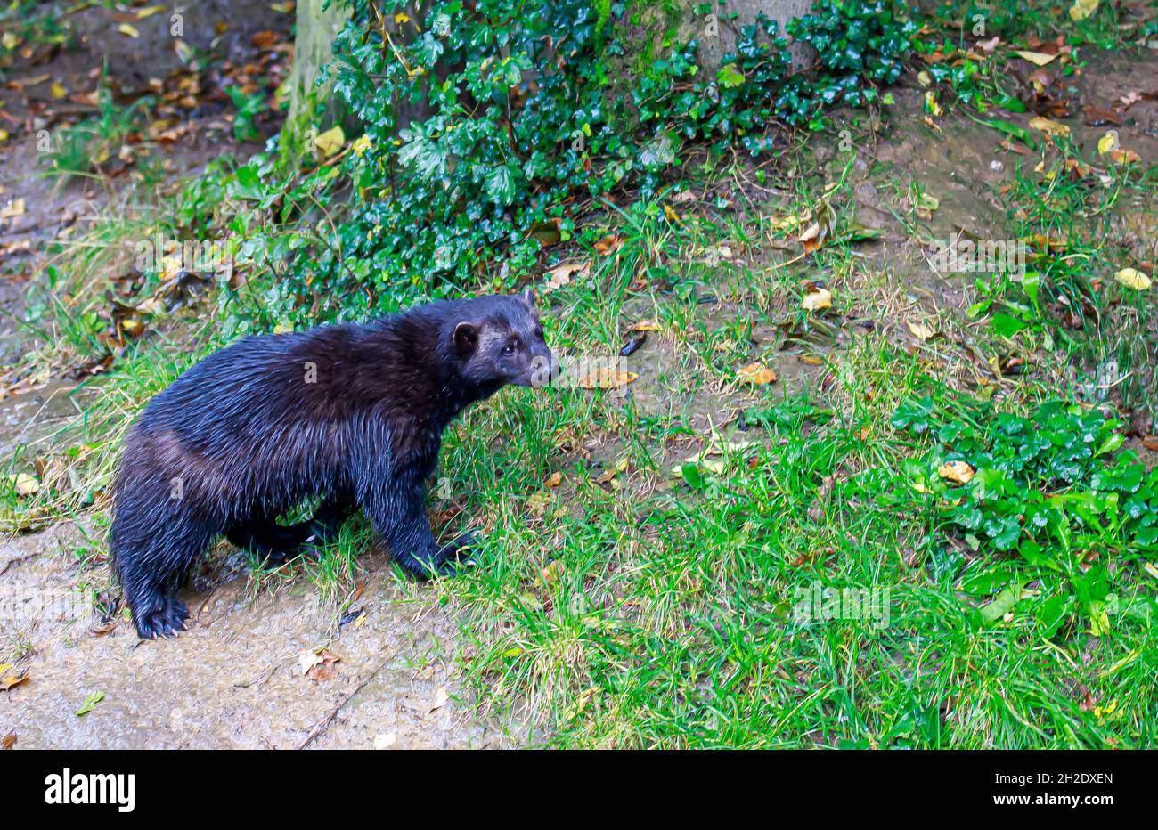 Beaver fish tail hi-res stock photography and images - Alamy