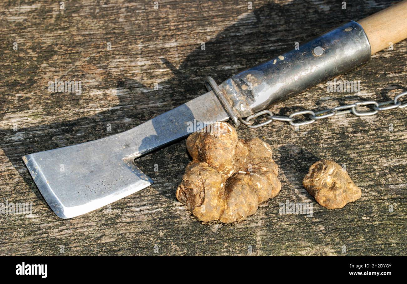 Close-up shot of a tool for the collection of truffles Stock Photo - Alamy
