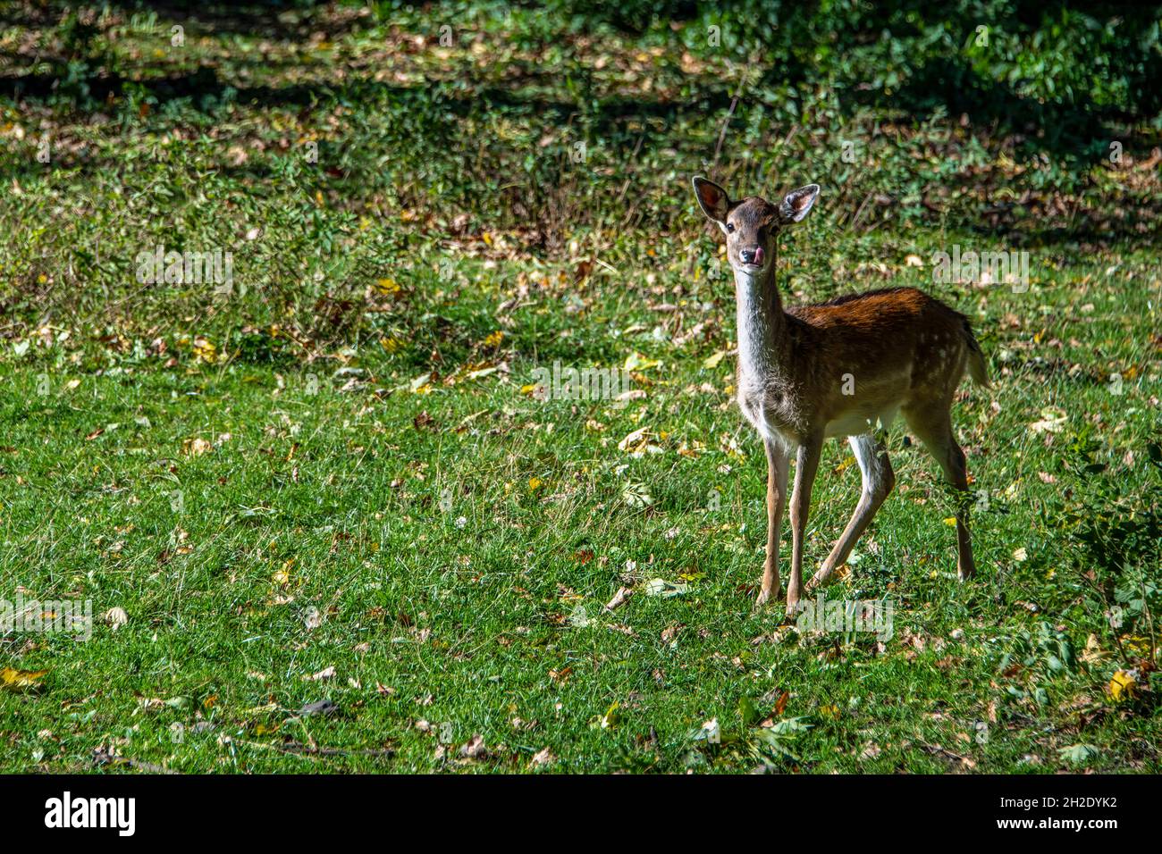 Female fawn showing its tonges and looking at the camera, against the ...