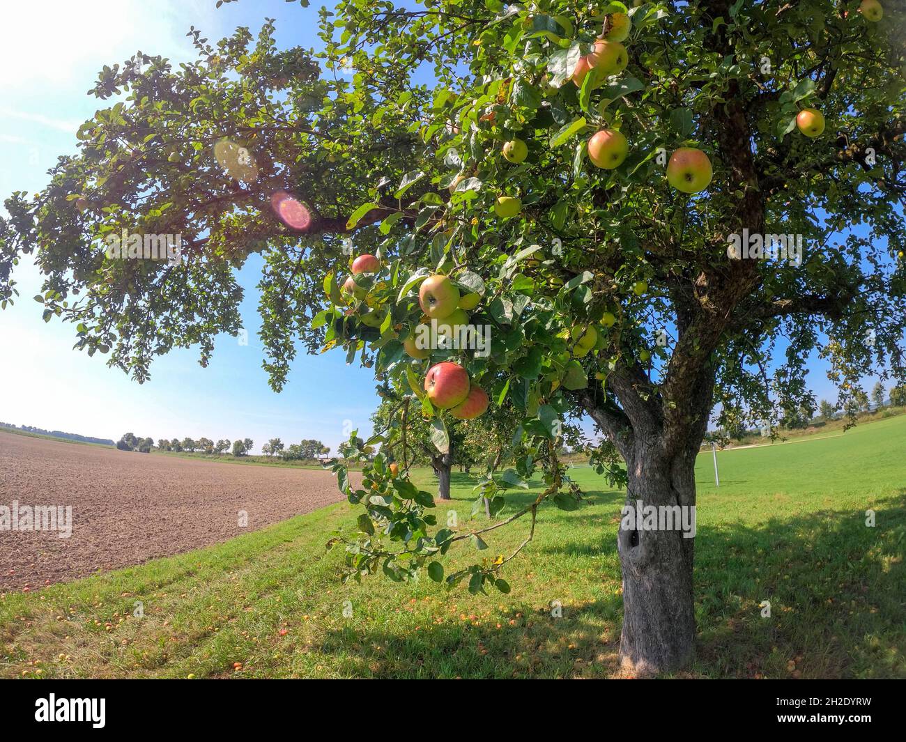 Beautiful growing apple tree on a rural meadow Stock Photo - Alamy