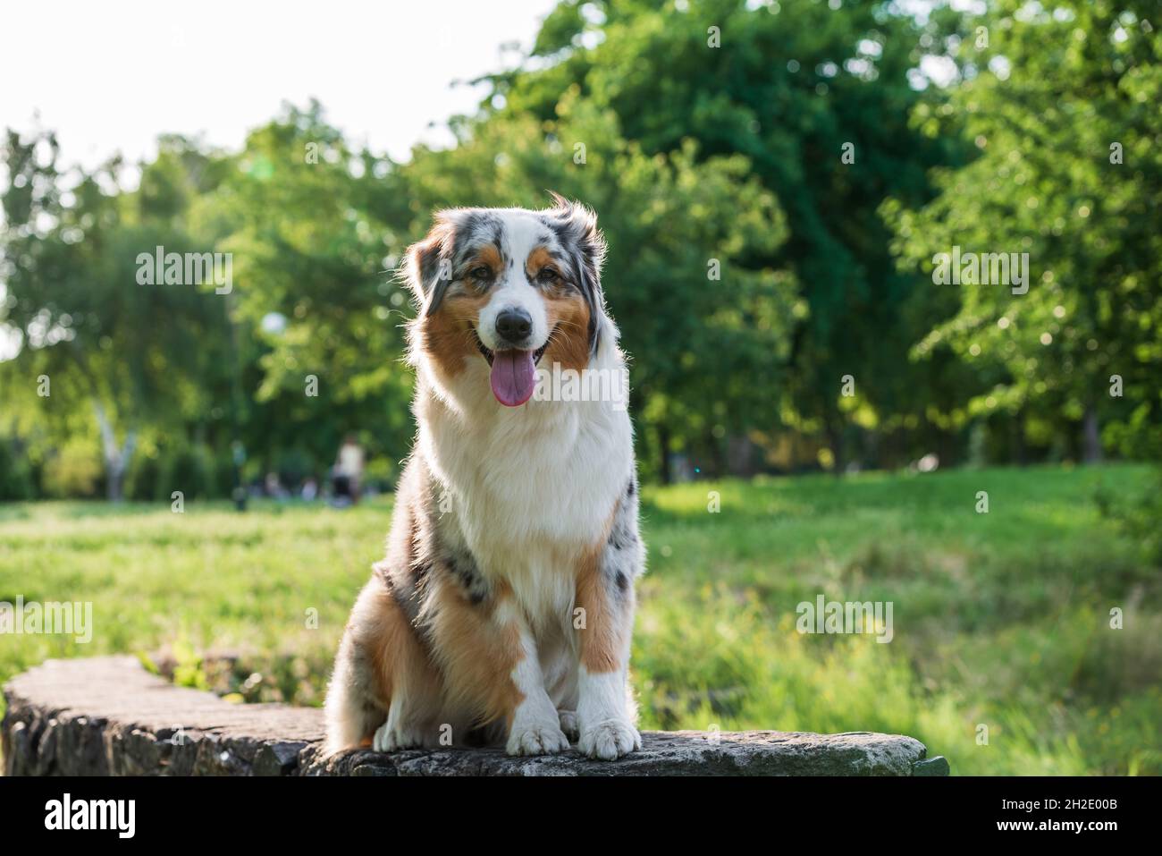 purebred australian shepherd dog on a walk in the park on a summer day Stock Photo - Alamy
