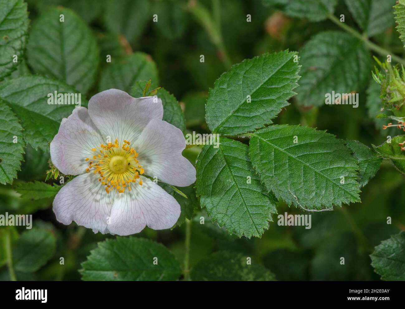 A dog-rose, Rosa corymbifera, in flower in Purbeck, Dorset Stock Photo ...