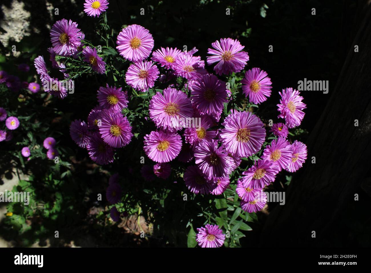 Purple new england asters wild hi-res stock photography and images - Alamy