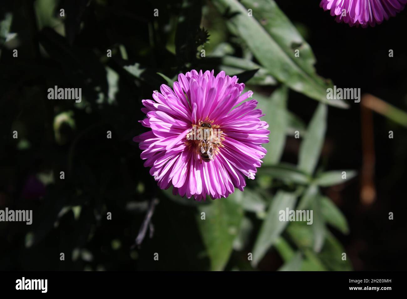 Purple new england asters wild hi-res stock photography and images - Alamy