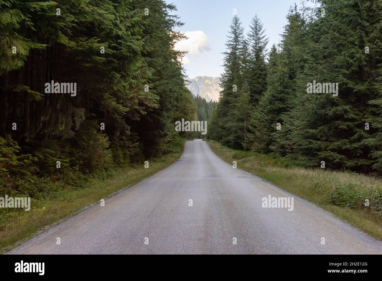 Scenic Bike path in Green Canadian Rain Forest Stock Photo - Alamy