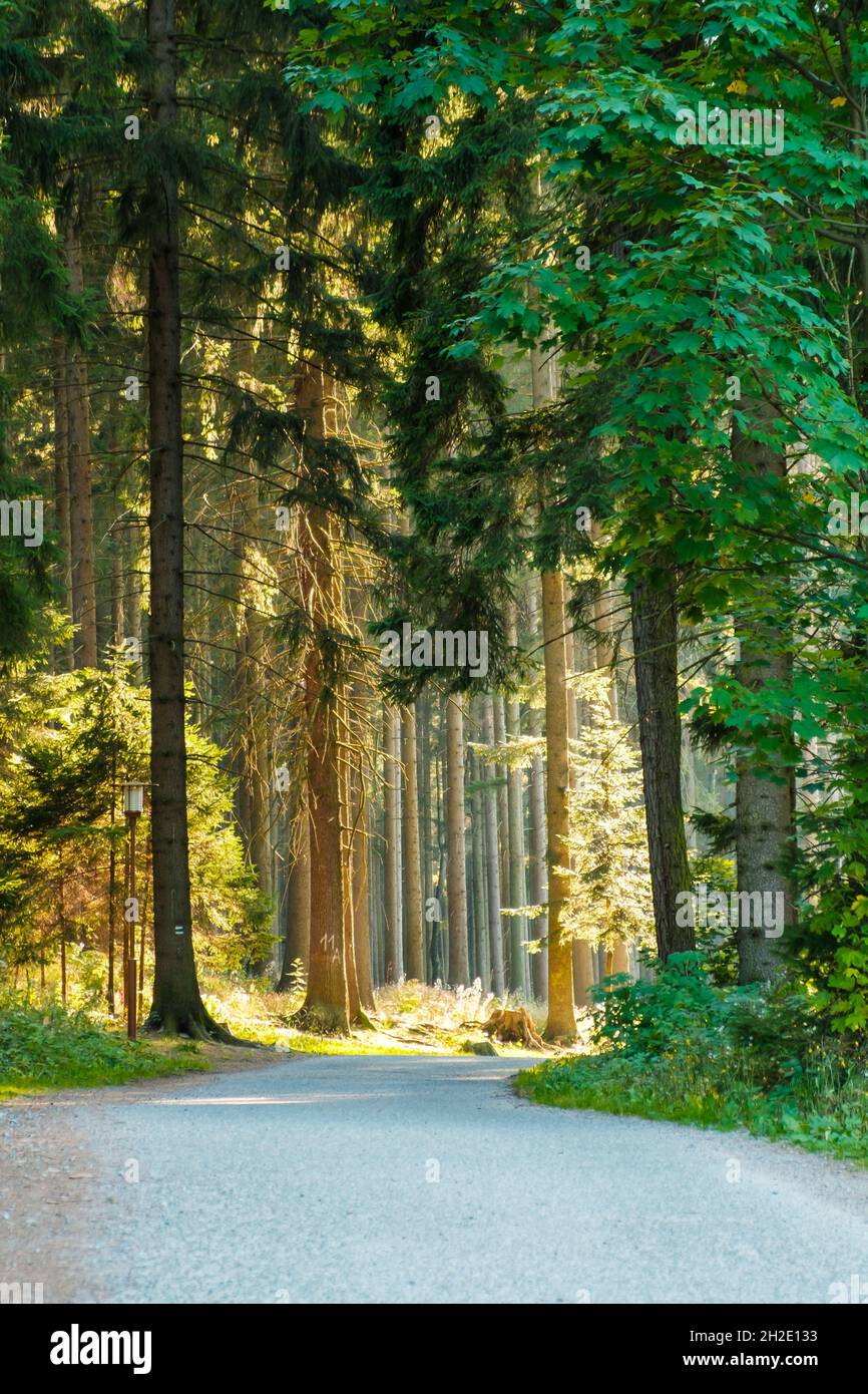 Autumn forest path at sunset. Forest hiking trail with high pine trees ...