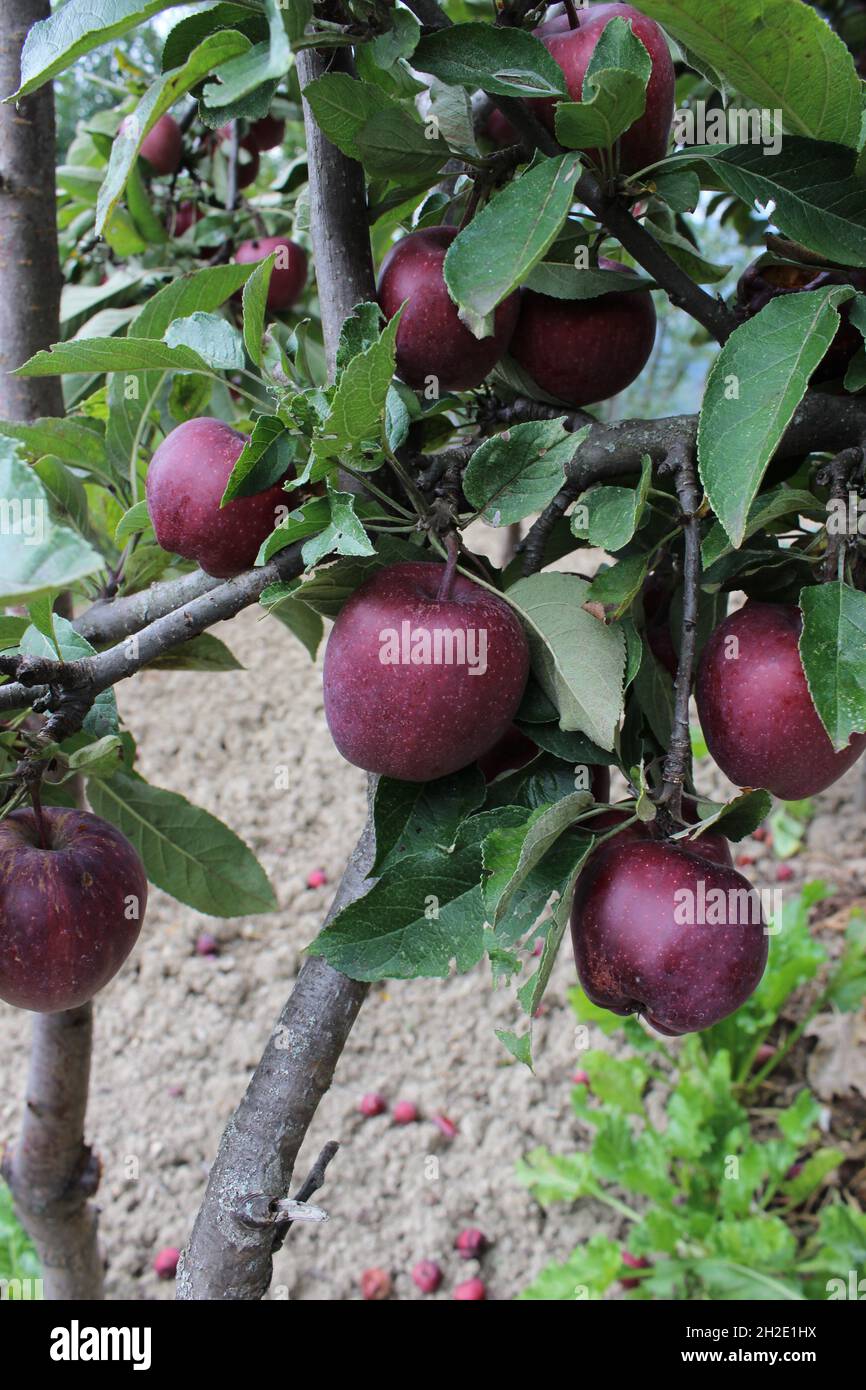 Apples red apple hi-res stock photography and images - Alamy