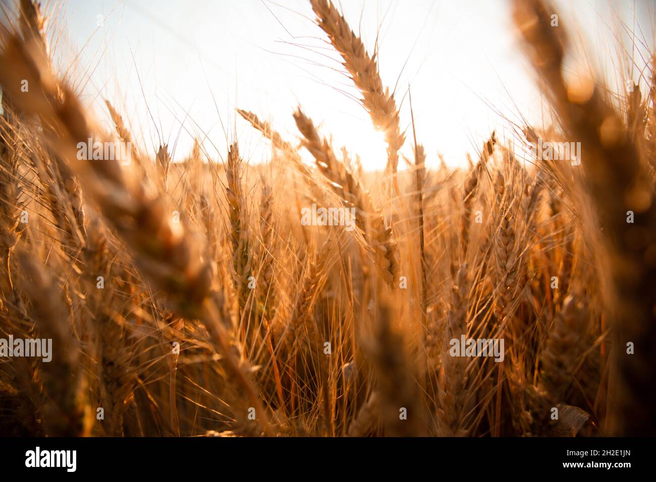 Rural landscape of fields of grain with path Stock Photo - Alamy