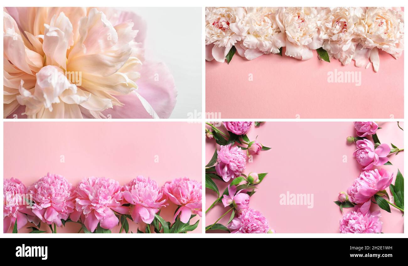 Set with beautiful peony flowers as background Stock Photo - Alamy