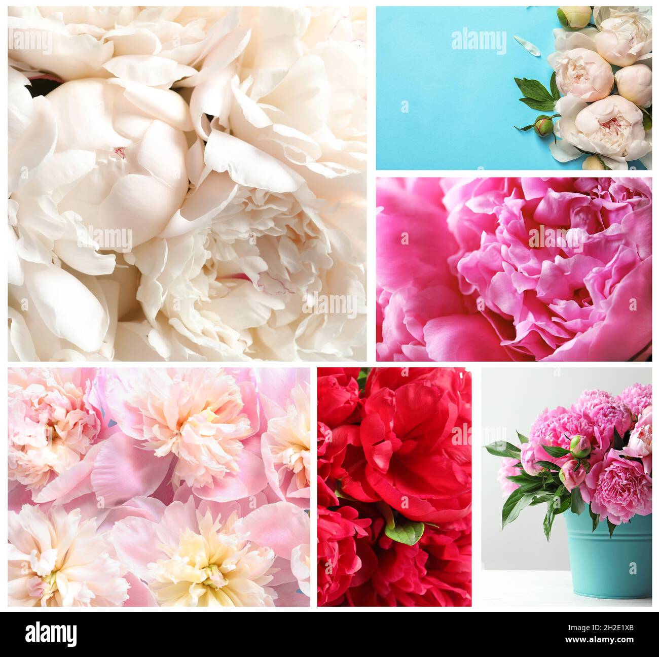 Set with beautiful peony flowers as background Stock Photo - Alamy