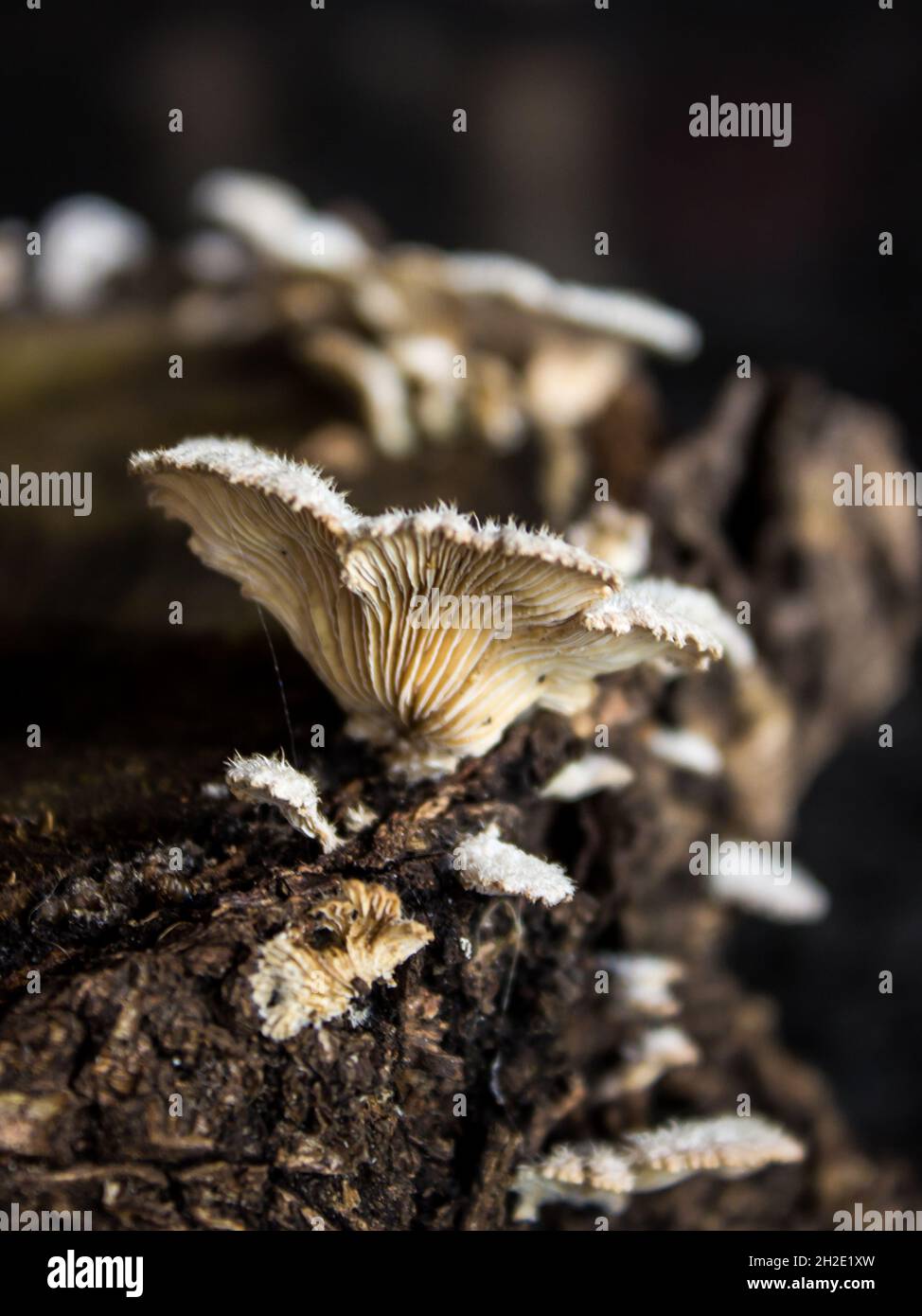 Funnel shaped fungi hi-res stock photography and images - Alamy