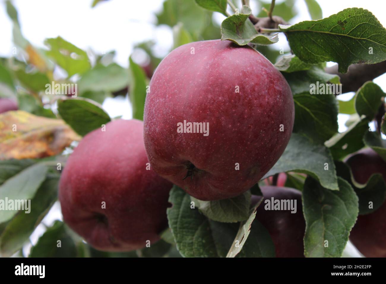 Red fruits growing tree autumn hi-res stock photography and images - Alamy