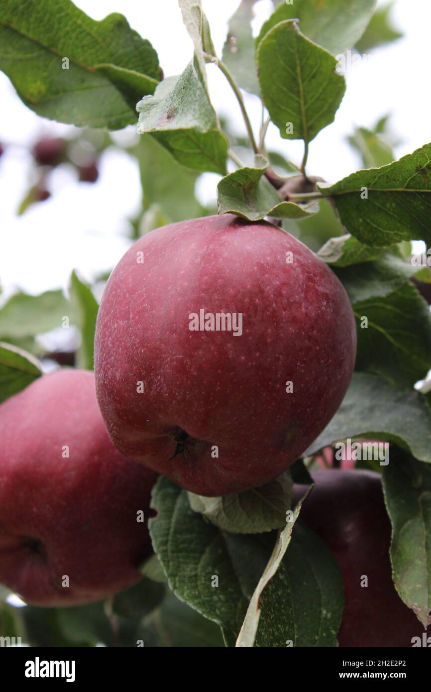 Red fruits growing tree autumn hi-res stock photography and images - Alamy