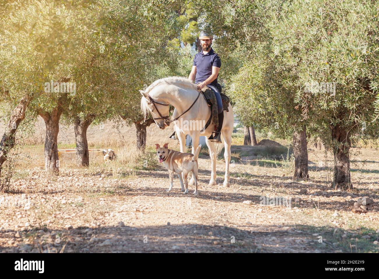 A bearded Caucasian man in equestrian clothing and helmet is standing ...