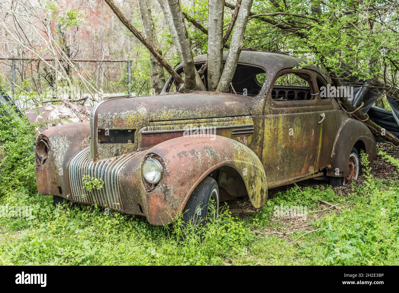 A large tree growing out of a windshield of a 1930's car in a junkyard ...