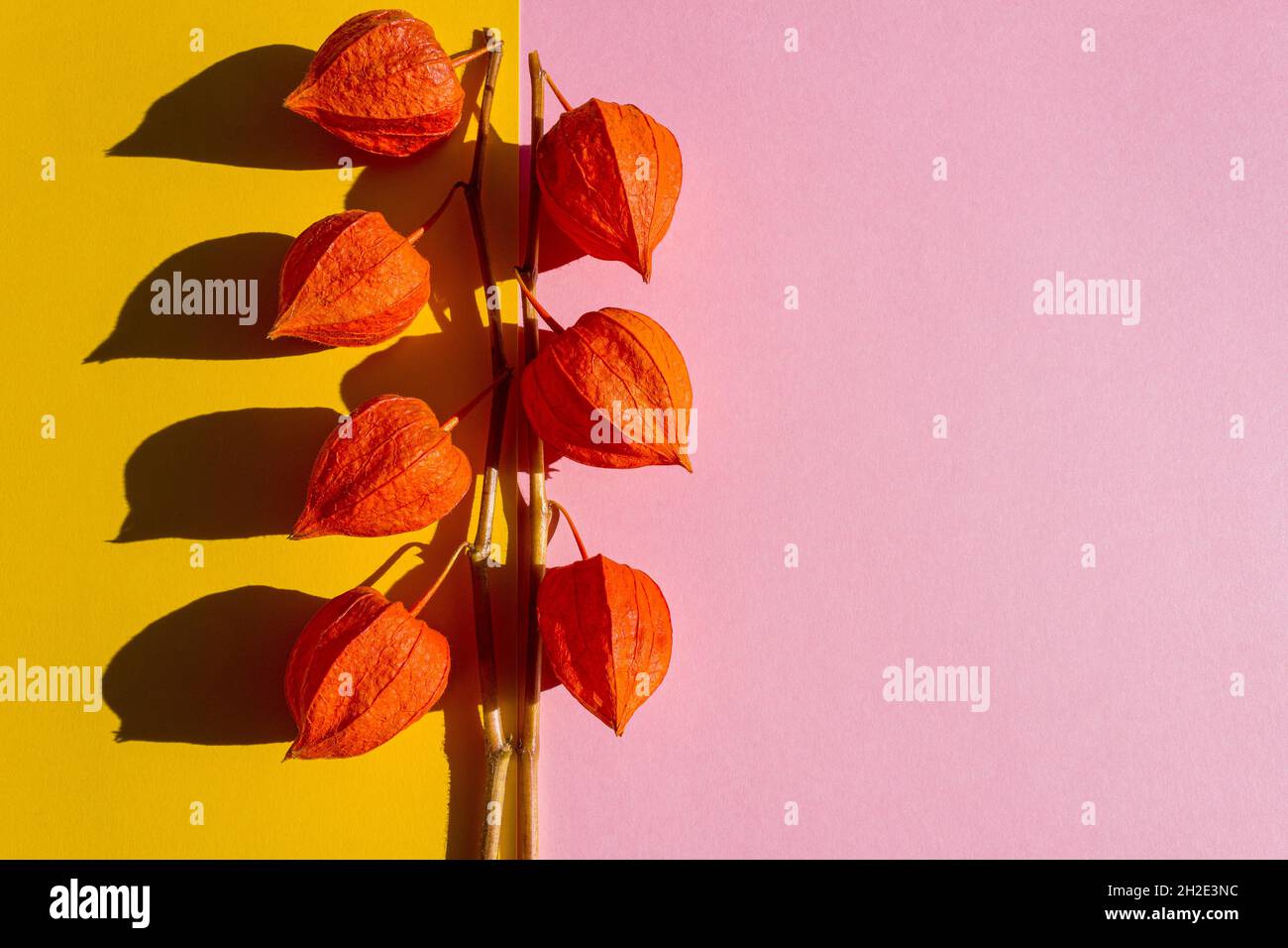 Cape gooseberry (Physalis peruviana) fruits with harsh shadows on ...