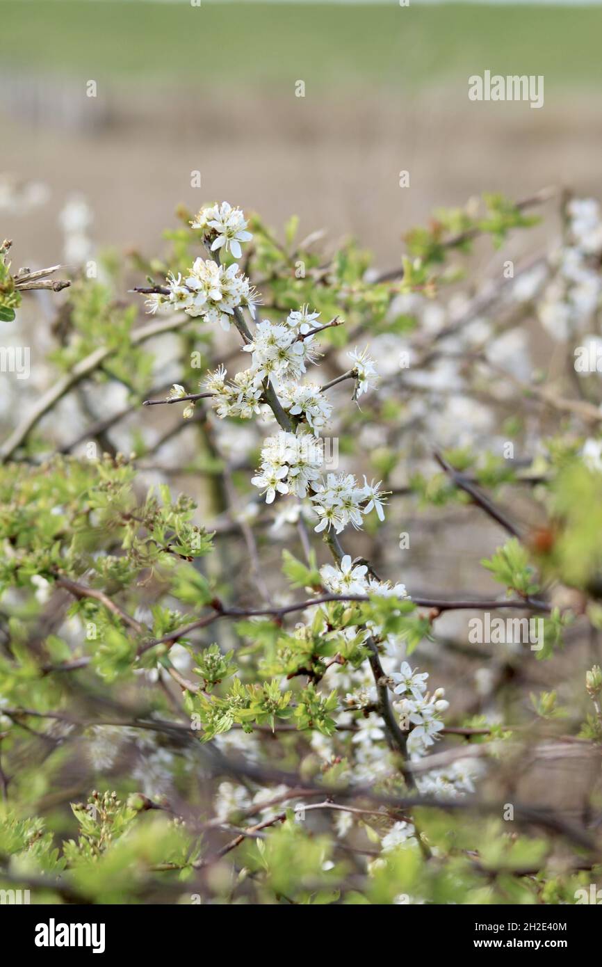 Vertical shallow focus of beautiful thorn blossom - concept of spring ...