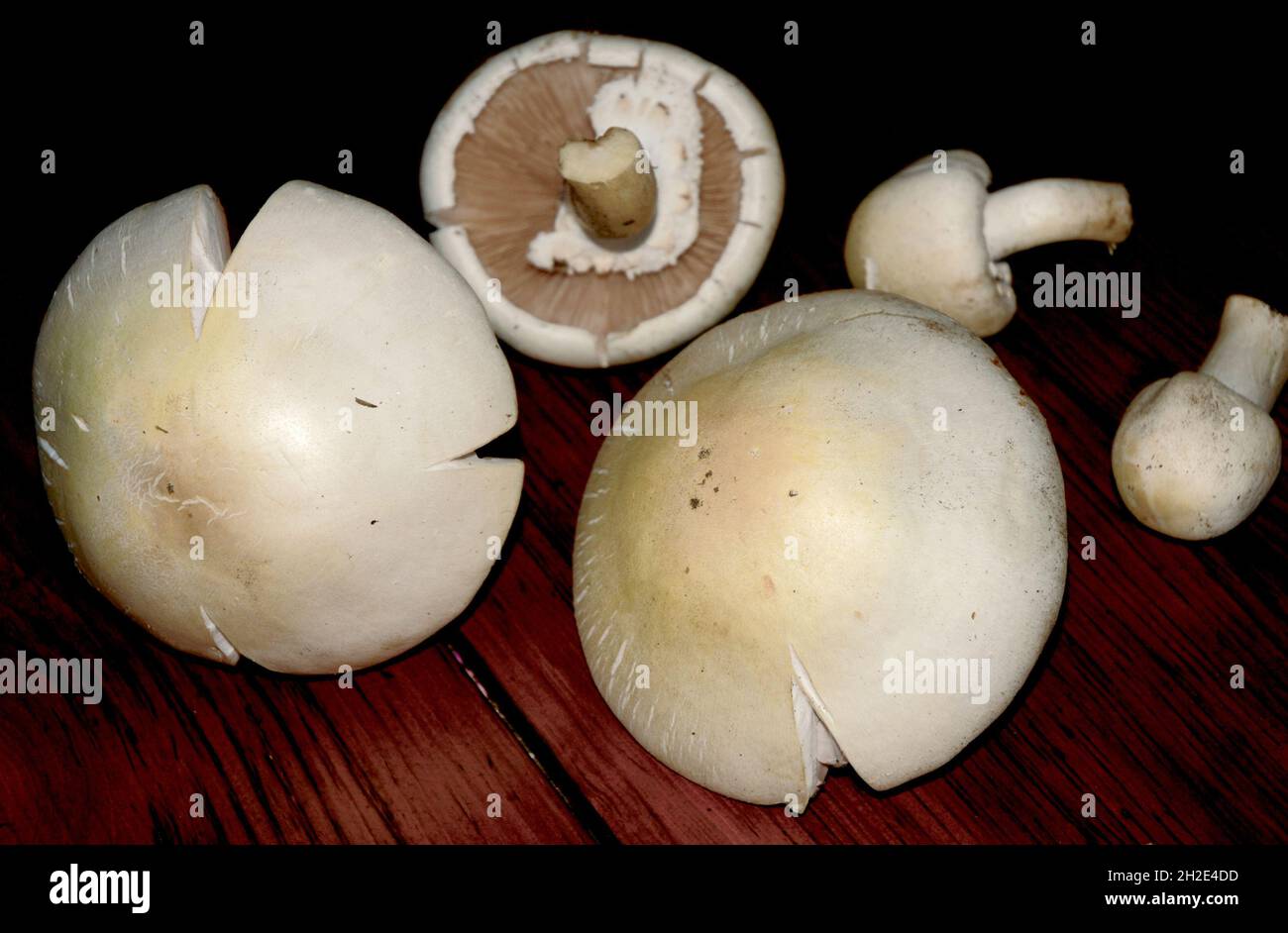 Species agaricus hi-res stock photography and images - Alamy