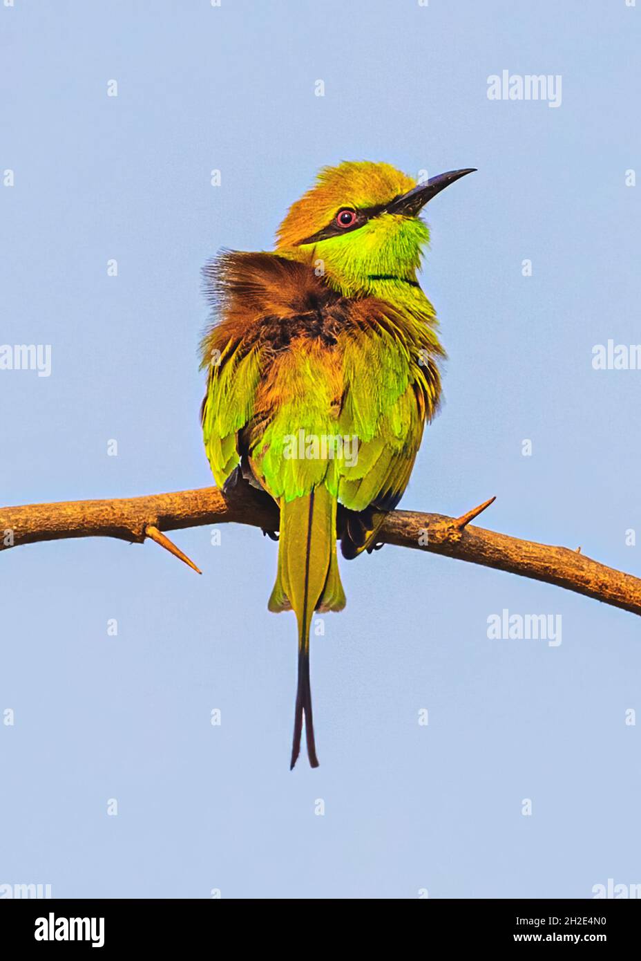 Rainbow bee eater pair hi-res stock photography and images - Alamy