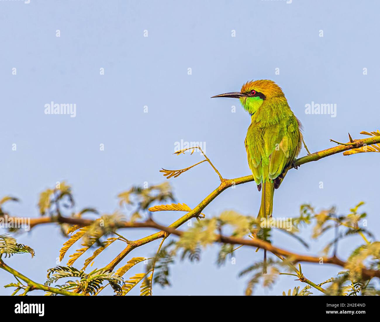 Rainbow bee eater pair hi-res stock photography and images - Alamy