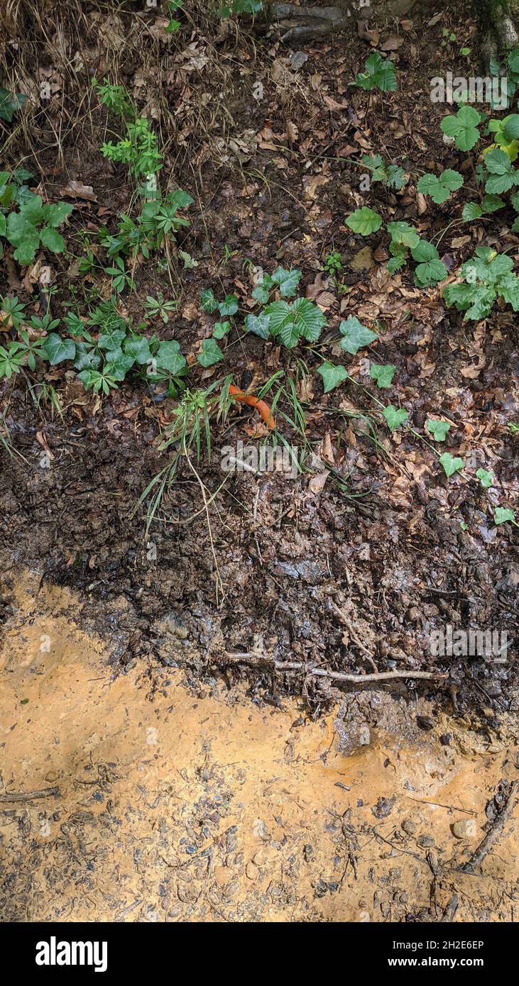 Top view of the wet soggy ground covered in growing various plants in ...