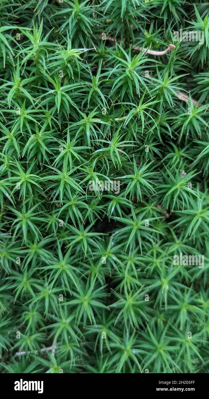 Closeup of the growing green peat moss in the wild Stock Photo - Alamy