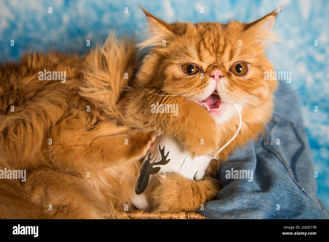 Red Persian cat with lantern on Christmas Stock Photo - Alamy