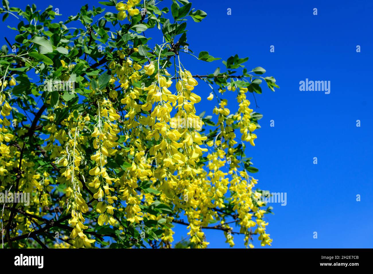 Tree With Many Yellow Flowers And Buds Of Laburnum Anagyroides The