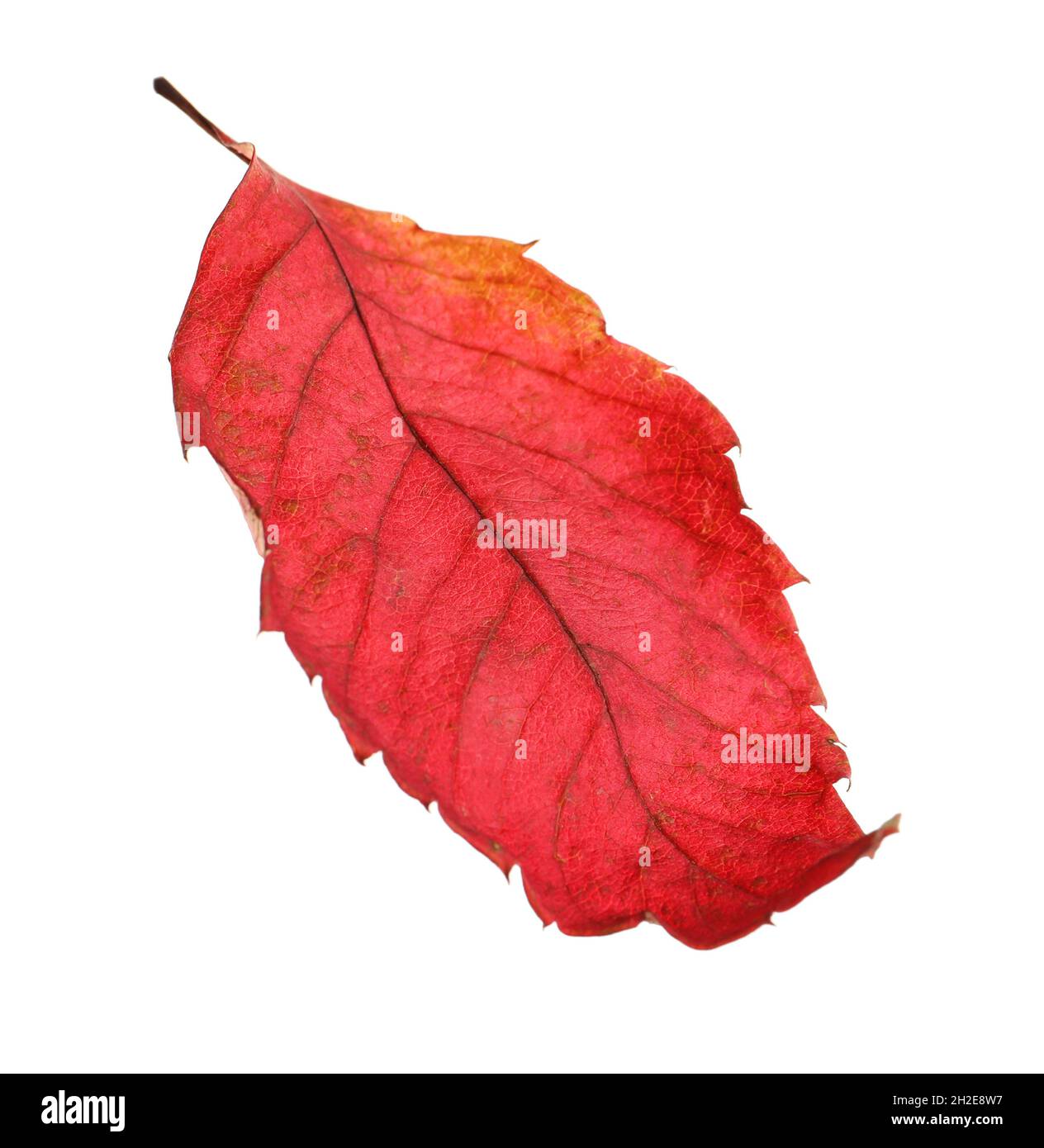 Beautiful autumn leaf on white background. Fall foliage Stock Photo - Alamy