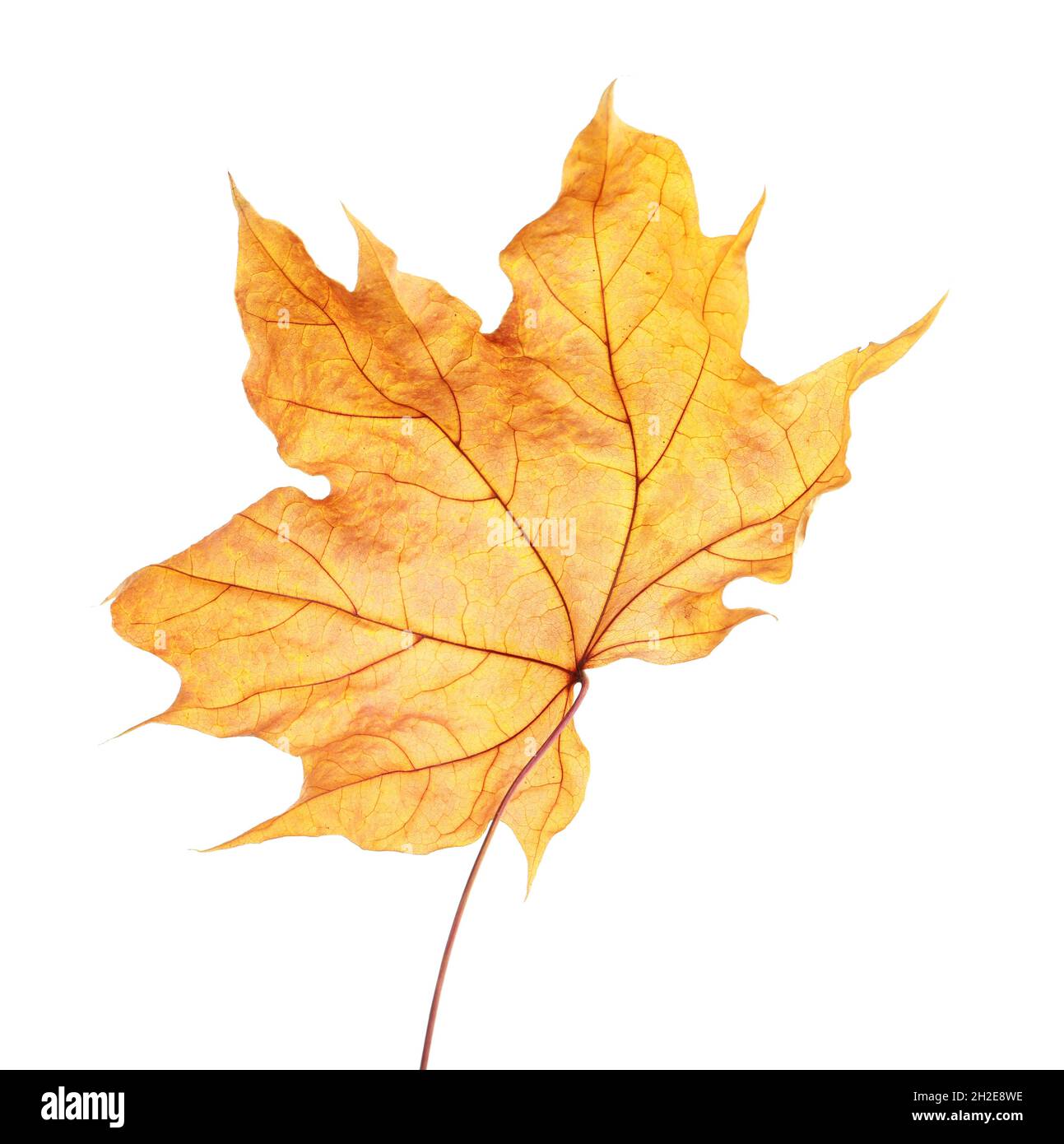Beautiful autumn leaf on white background. Fall foliage Stock Photo - Alamy