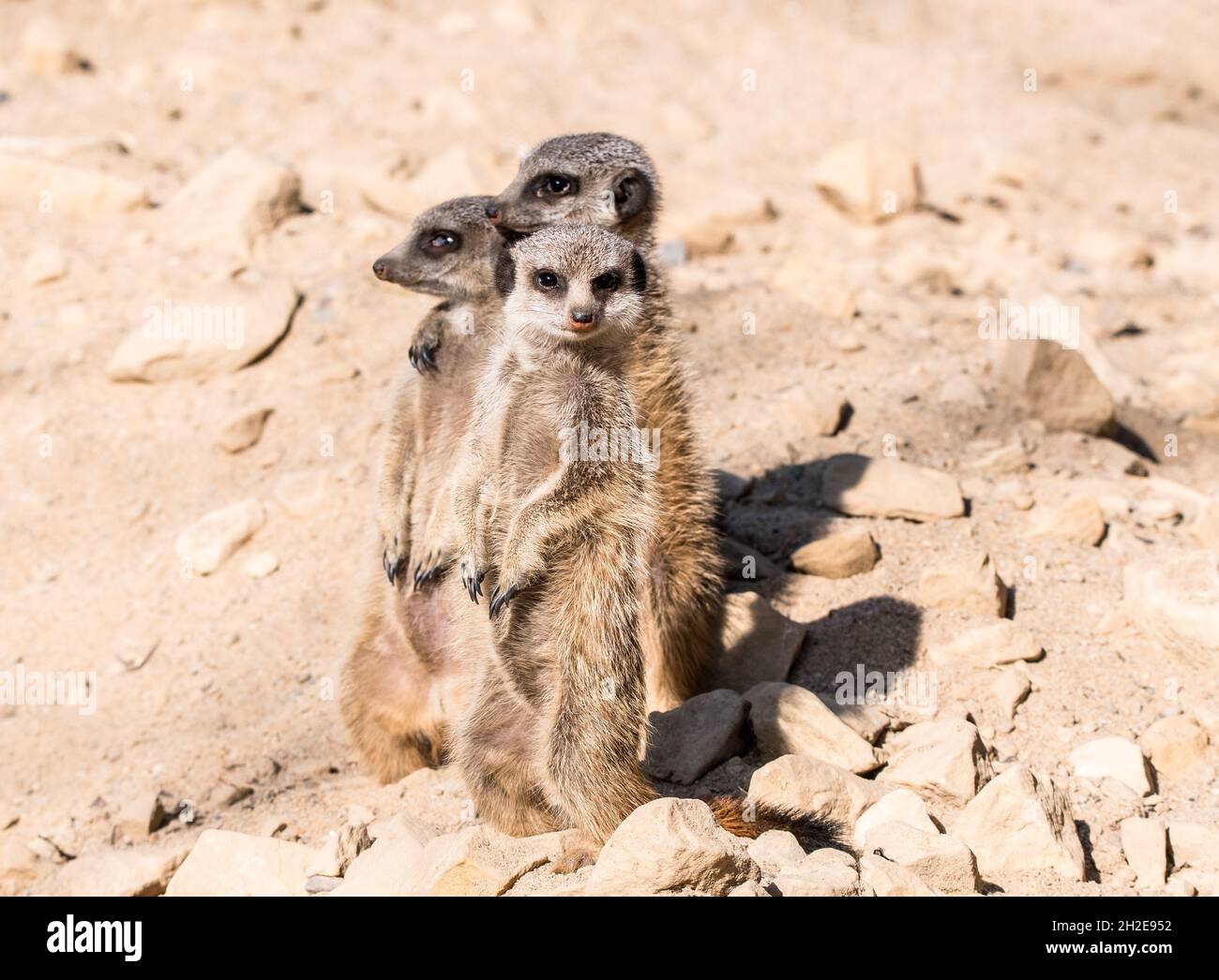 three young suricates standing up and looking alert Stock Photo - Alamy