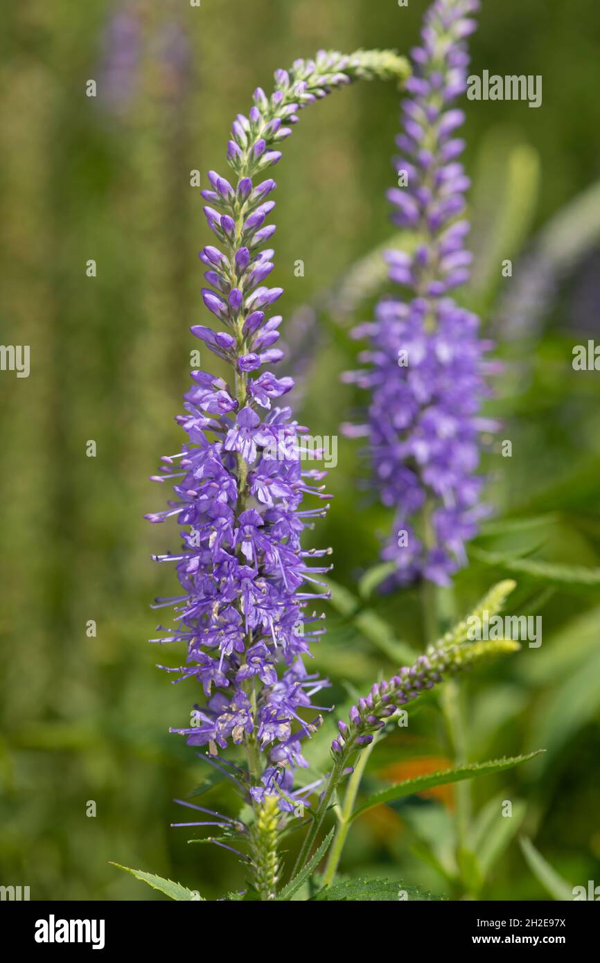 Close up of garden speedwell (veronica longifolia) flowers in bloom ...