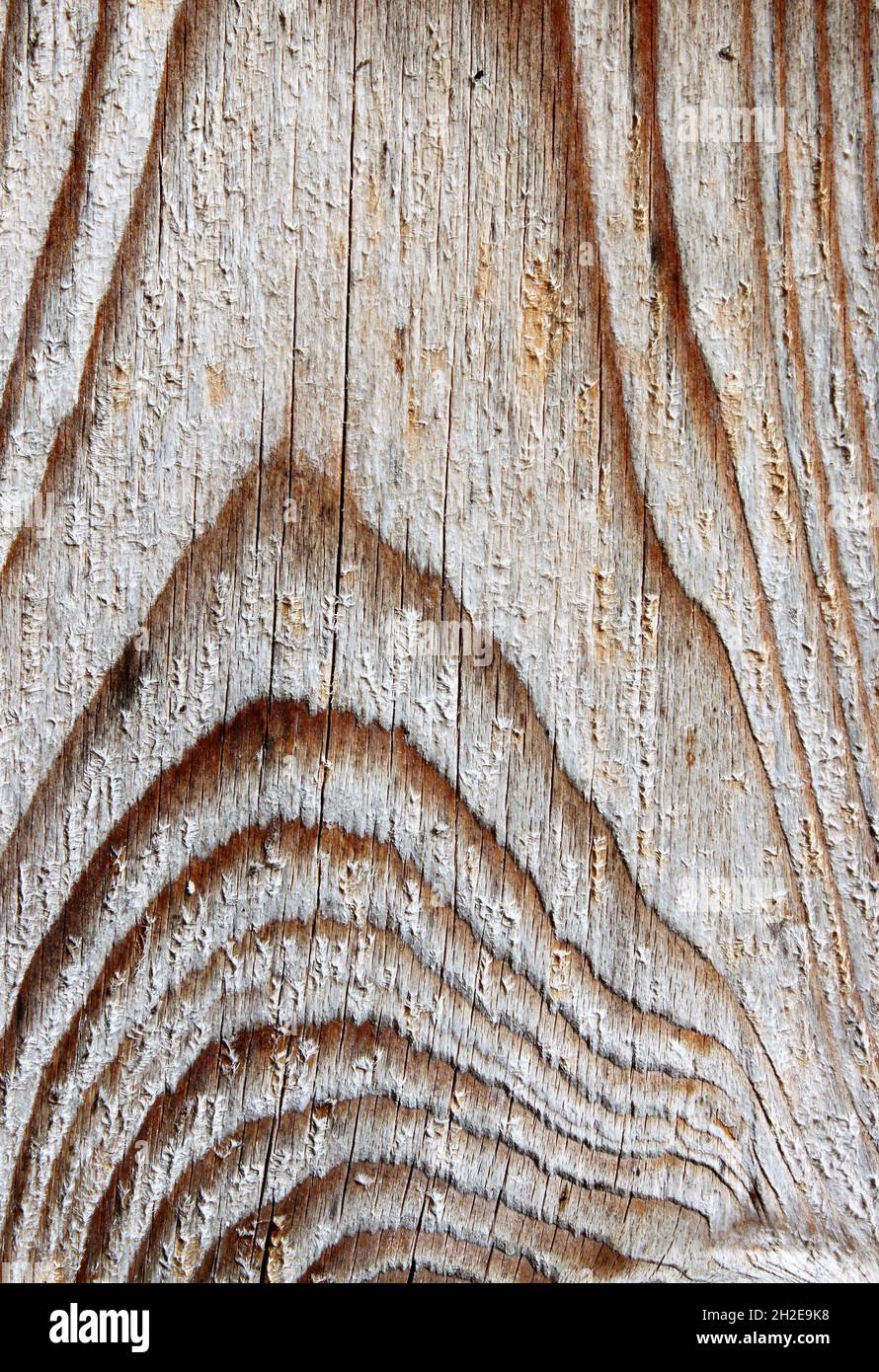 light wood with interesting grain Stock Photo - Alamy