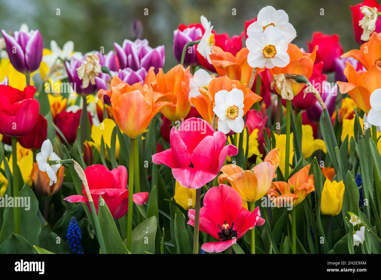 Colorful bright flowers hi-res stock photography and images - Alamy