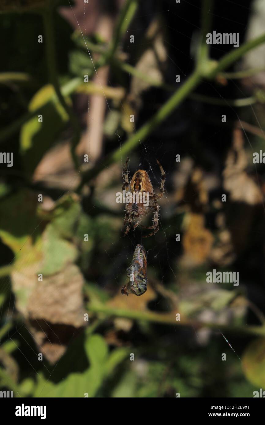 Spider instinct hi-res stock photography and images - Alamy