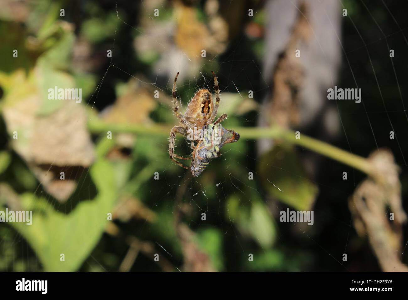 Spider back pattern hi-res stock photography and images - Alamy