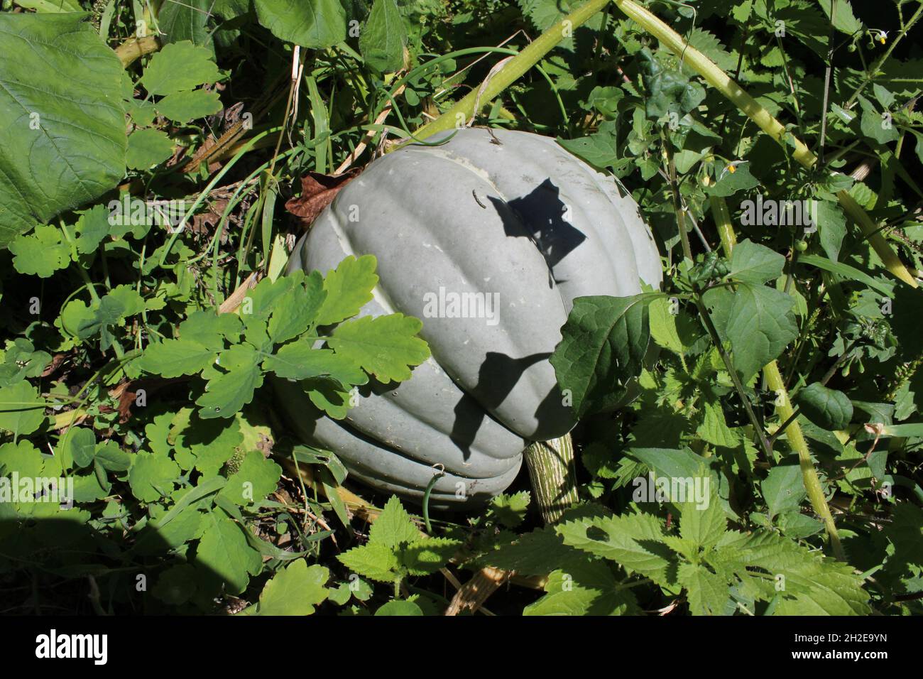 courgette, pumpkin cultivation Stock Photo - Alamy