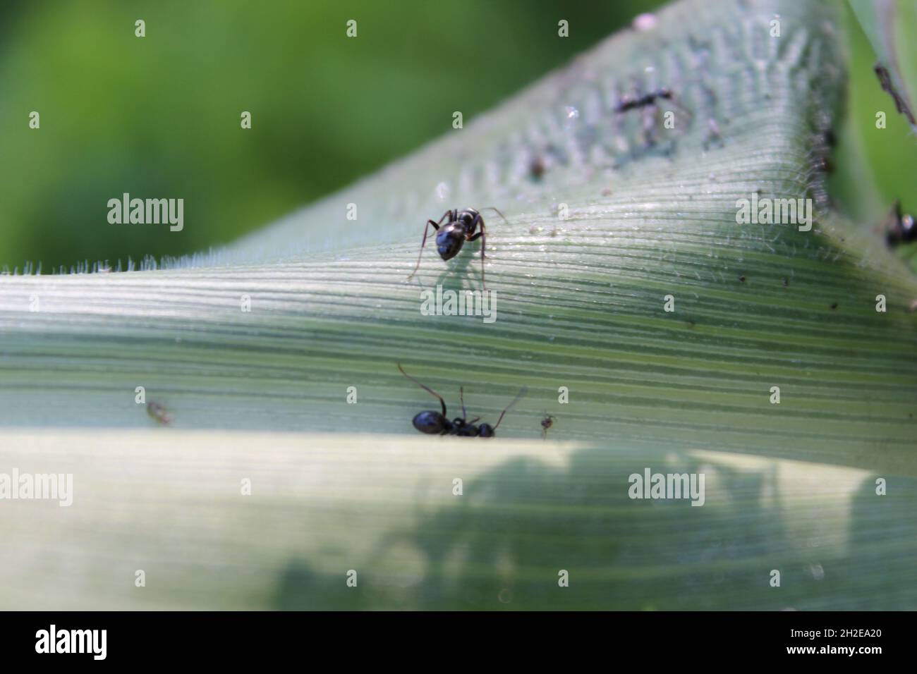 Ant bug hi-res stock photography and images - Alamy