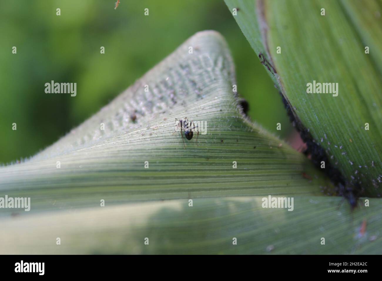 Ant bug hi-res stock photography and images - Alamy