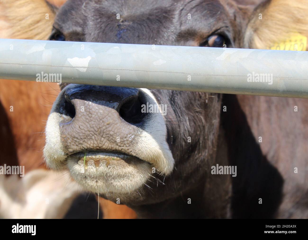 Closeup of a cow's face looking behind the rail metal fence Stock Photo ...