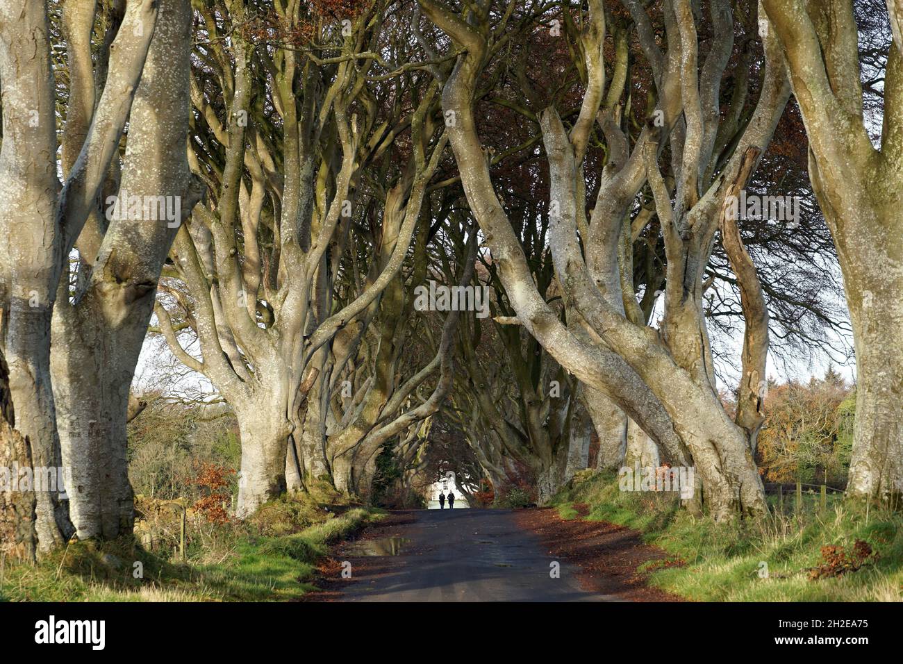 Trees ireland dark hedges hi-res stock photography and images - Alamy