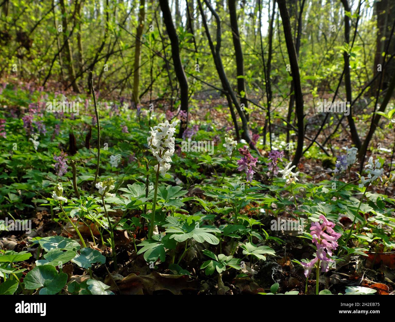 White and purple corydalis plants flowering in young spring forest ...