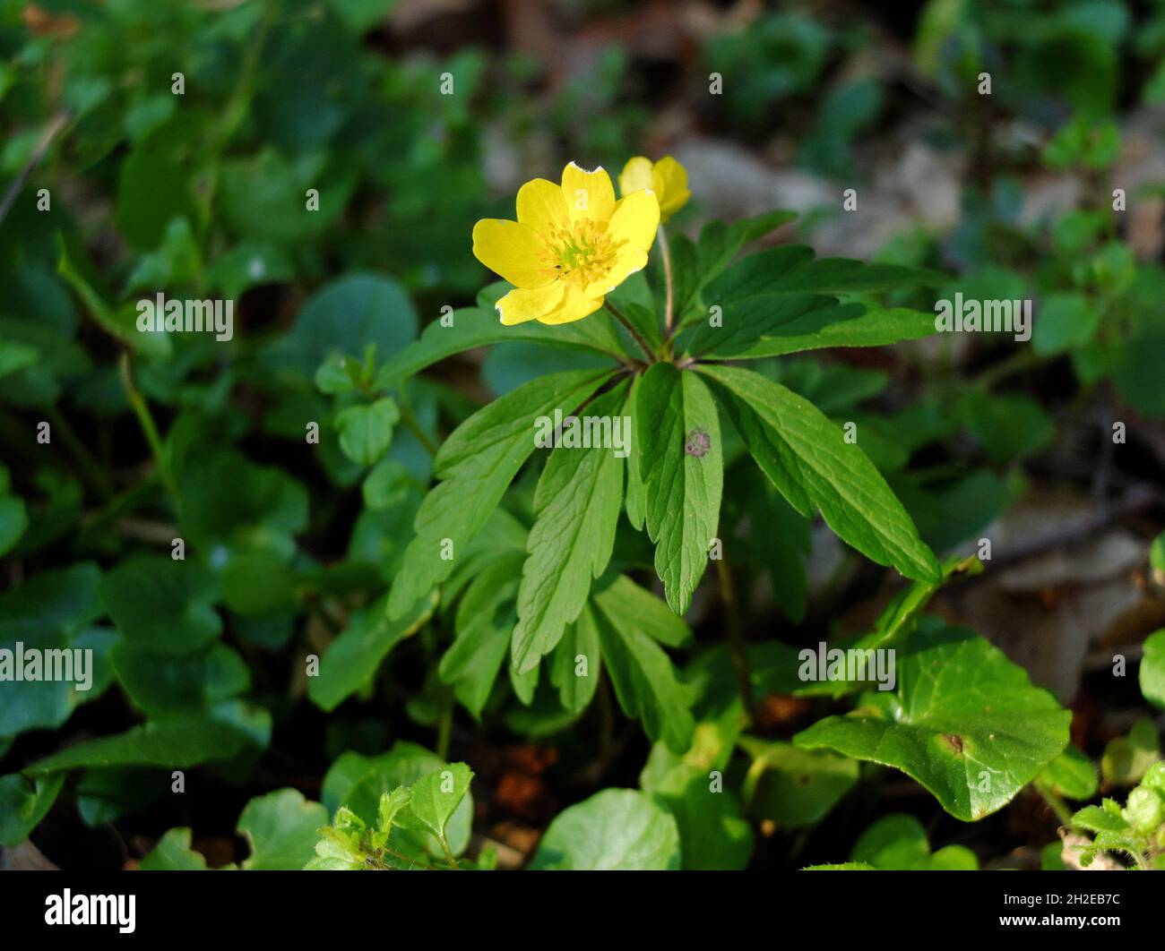 Yellow wood anemone - windflower growing and flowering in spring forest ...