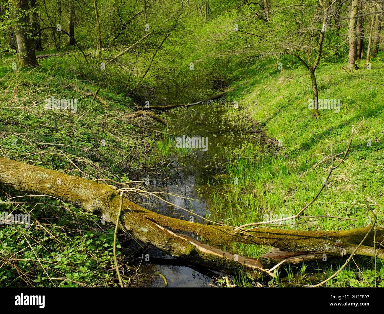 A stream flowing through fresh green spring forest in natural ...