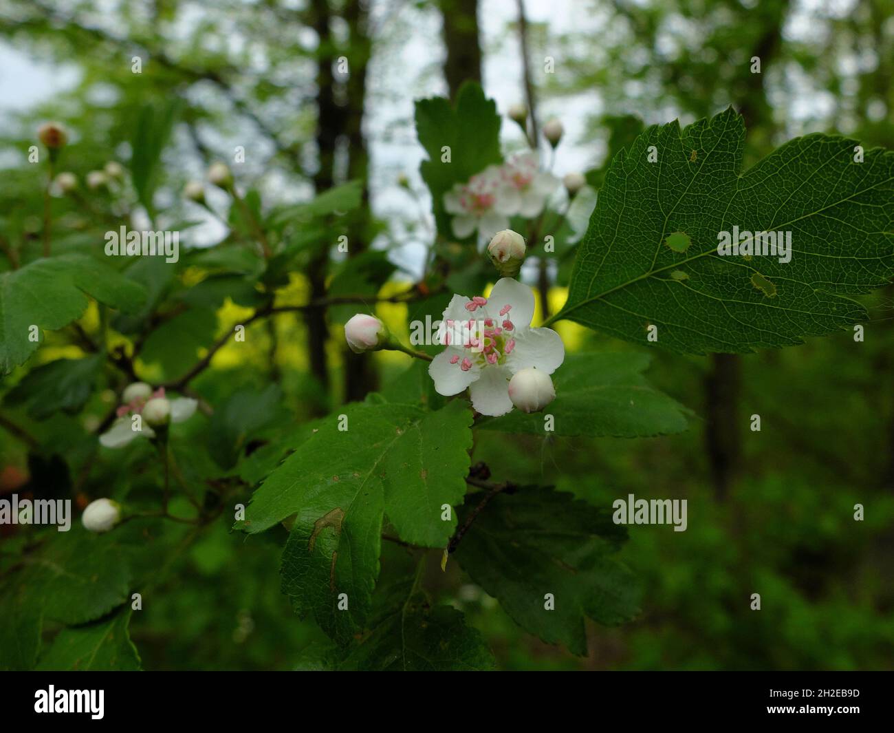 White flowers of hawthorn (Crataegus) with pink stamens growing on a ...