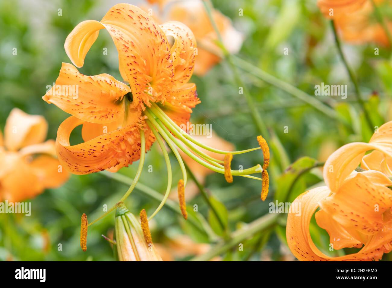 Tiger lily (lilium henryi) flowers in bloom Stock Photo - Alamy